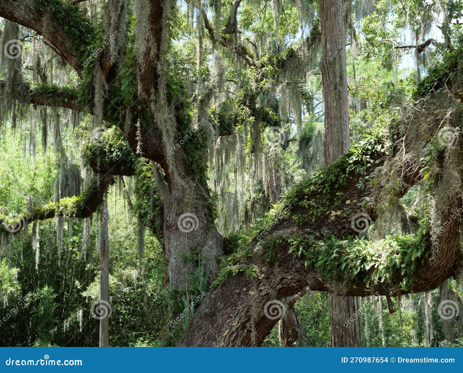 Tree in a Swamp with Spanish Moss Stock Photo - Image of shrub ...