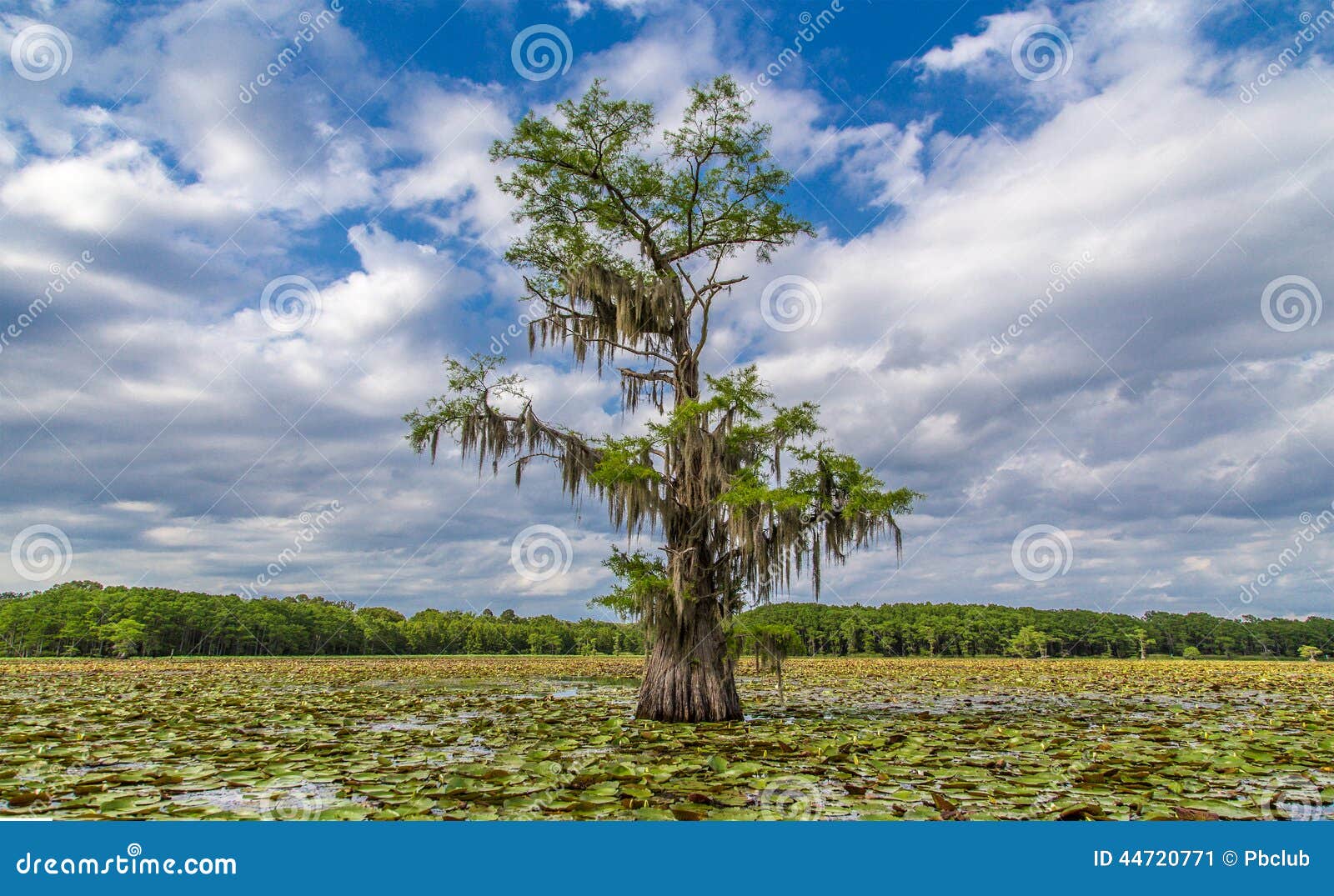 Tree In Swamp Royalty-Free Stock Photography | CartoonDealer.com #44720771