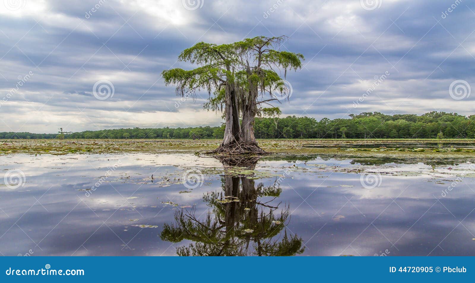 Tree on swamp stock image. Image of moss, mossy, skies - 44720905