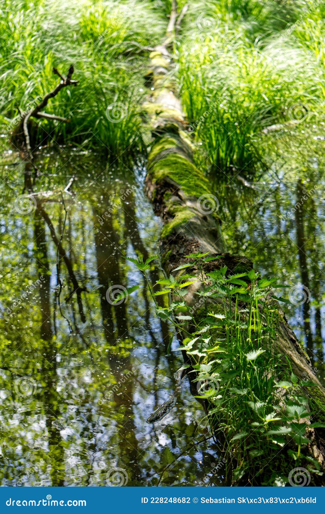A tree in the swamp stock photo. Image of plants, tree - 228248682