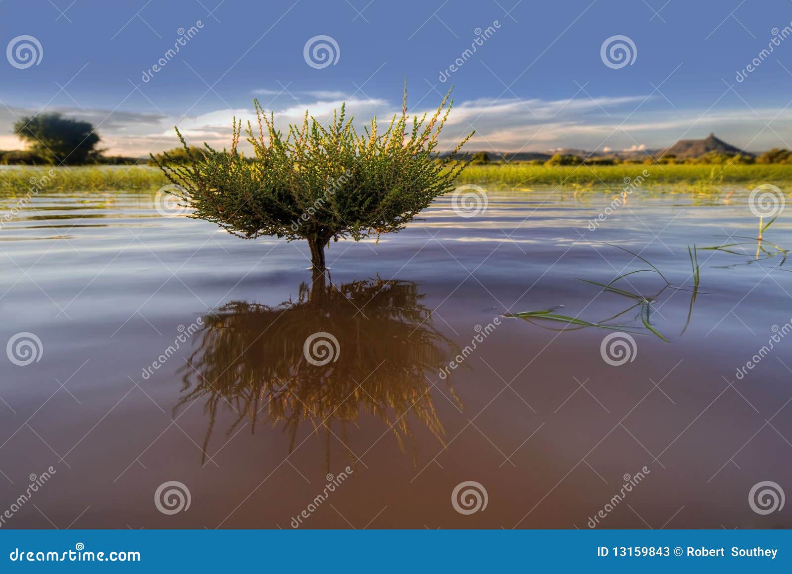 Big Tree On The Swimming Pool Stock Image | CartoonDealer.com #41266867