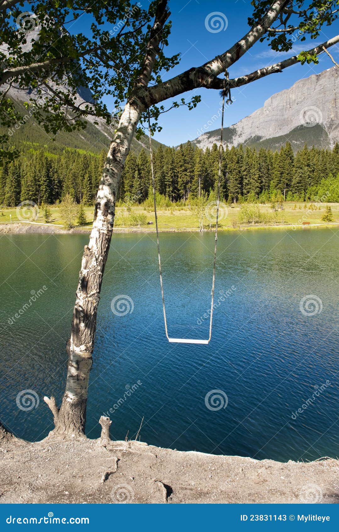 Tree Swing stock image. Image of alberta, canada, swing - 23831143