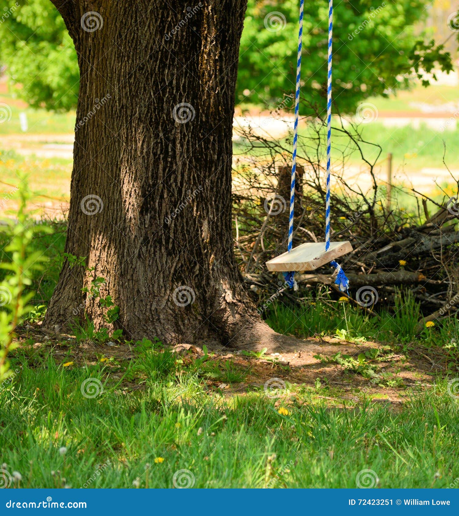 Tree Swing stock image. Image of spring, outdoor, empty - 72423251