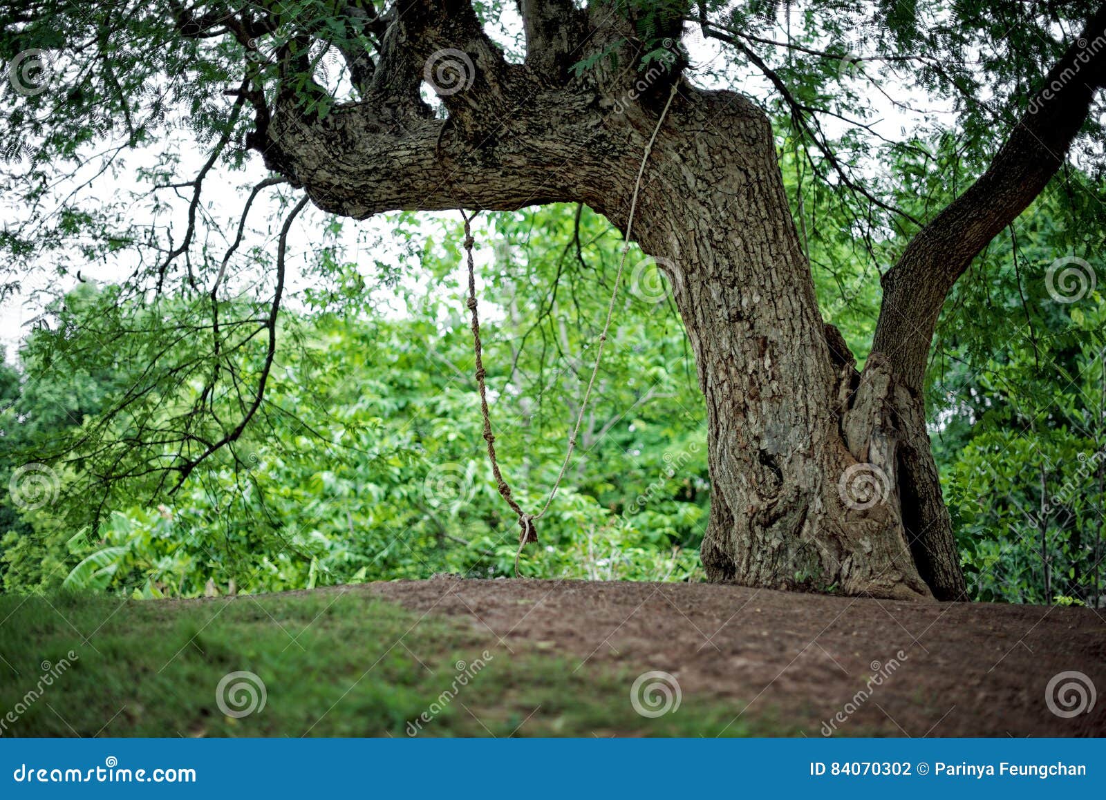 Tree swing in the garden stock photo. Image of children - 84070302