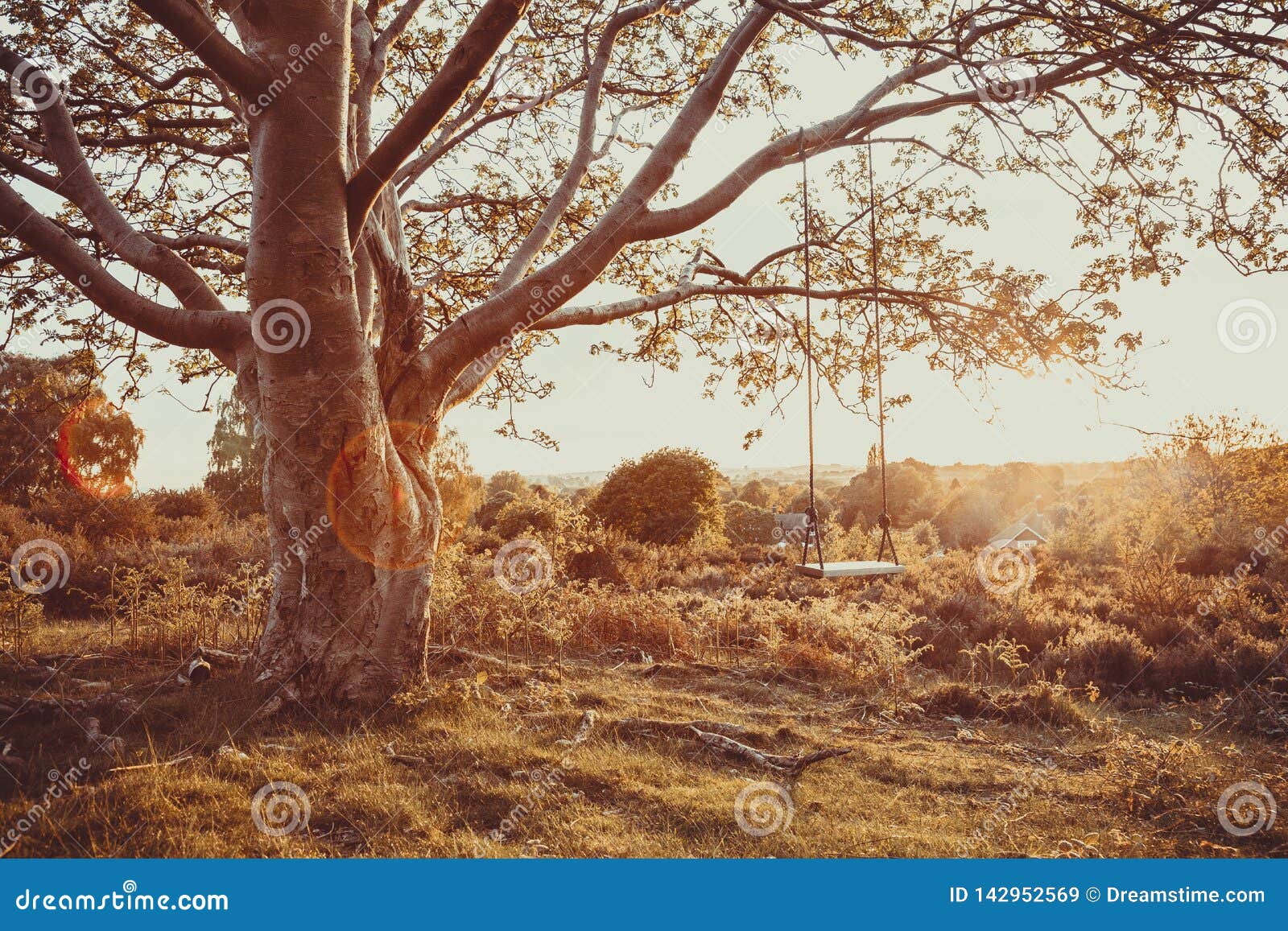 Tree swing at sunset 3 stock image. Image of swing, nature - 142952569