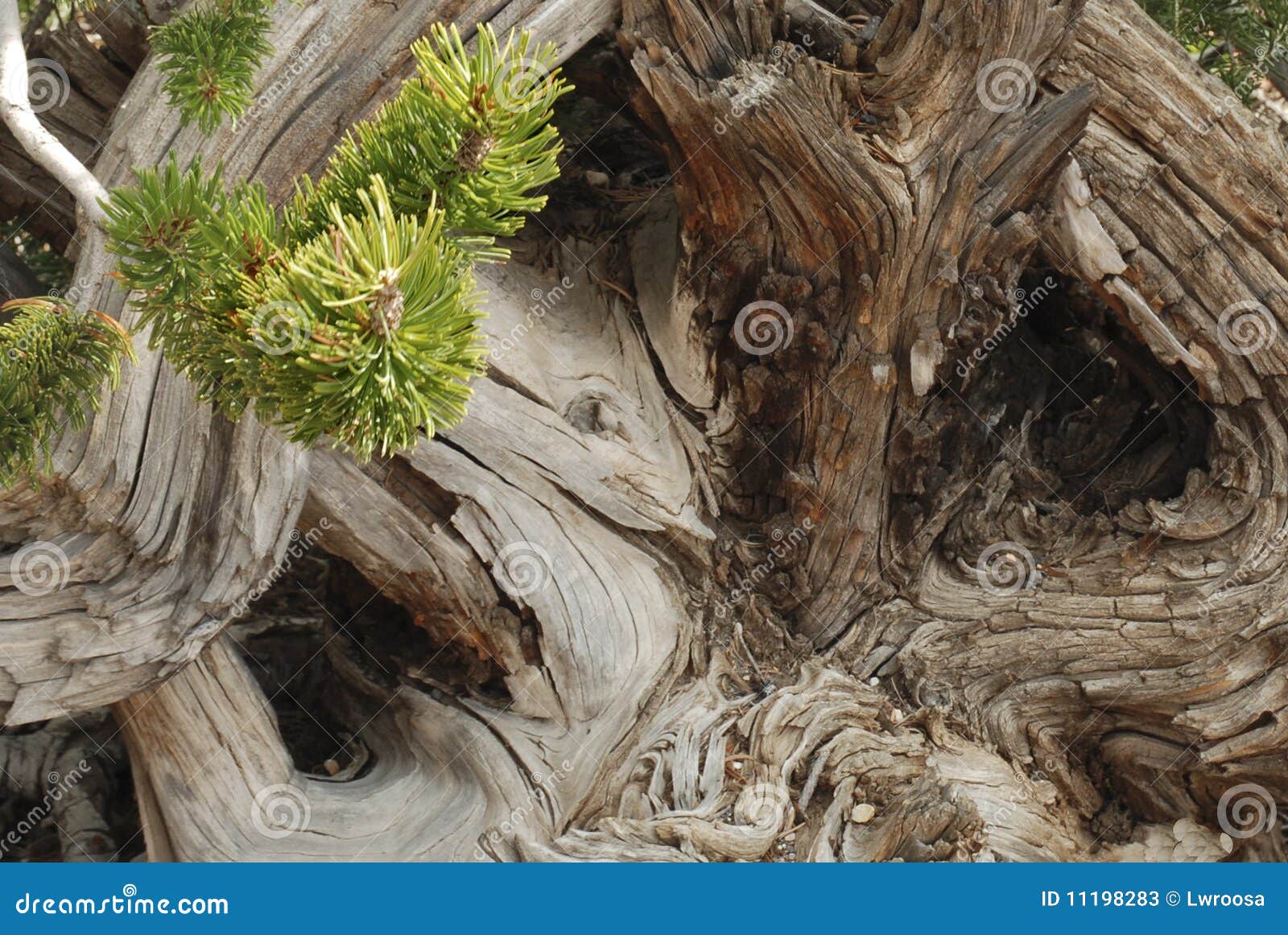 Tree Swirl stock image. Image of travel, tree, wood, park - 11198283