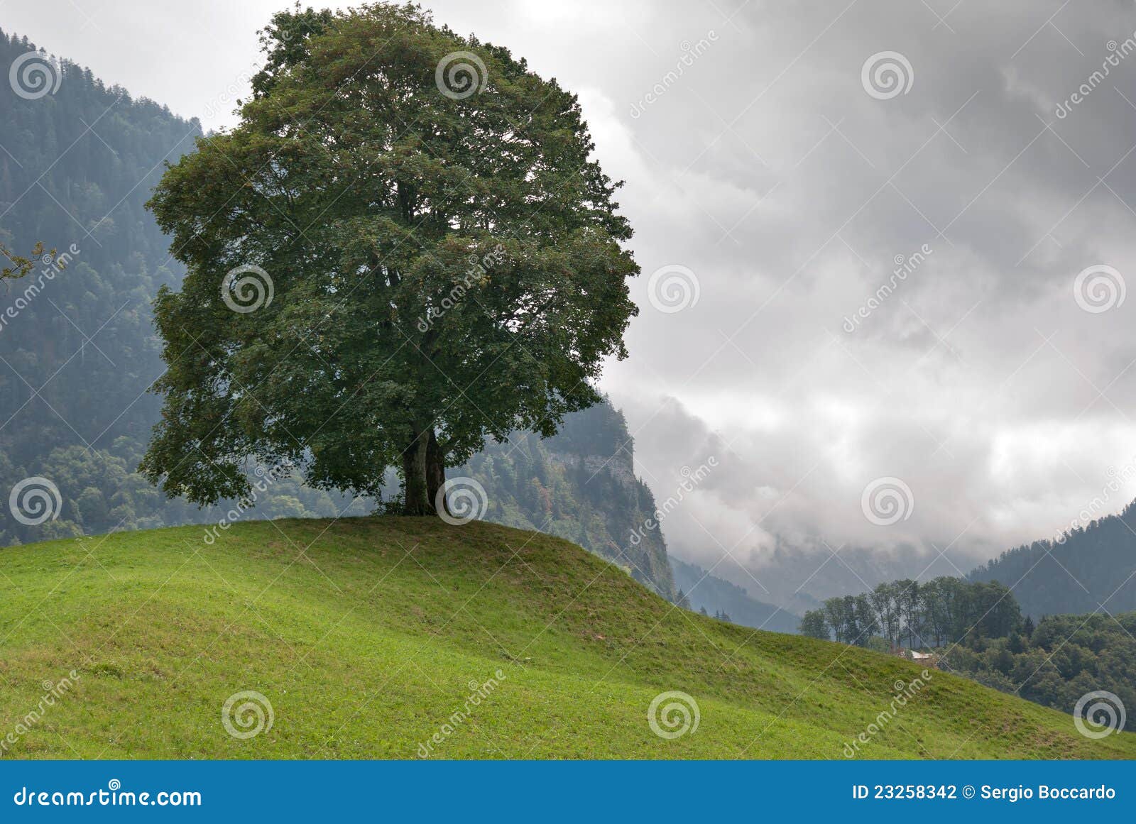 Tree in Switzerland stock photo. Image of lawn, vegetation - 23258342
