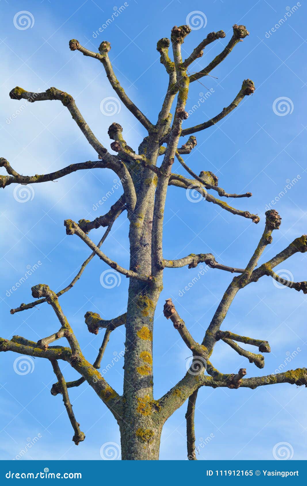 Tree of Sycamore without Leaves Stock Image - Image of antique, outside ...