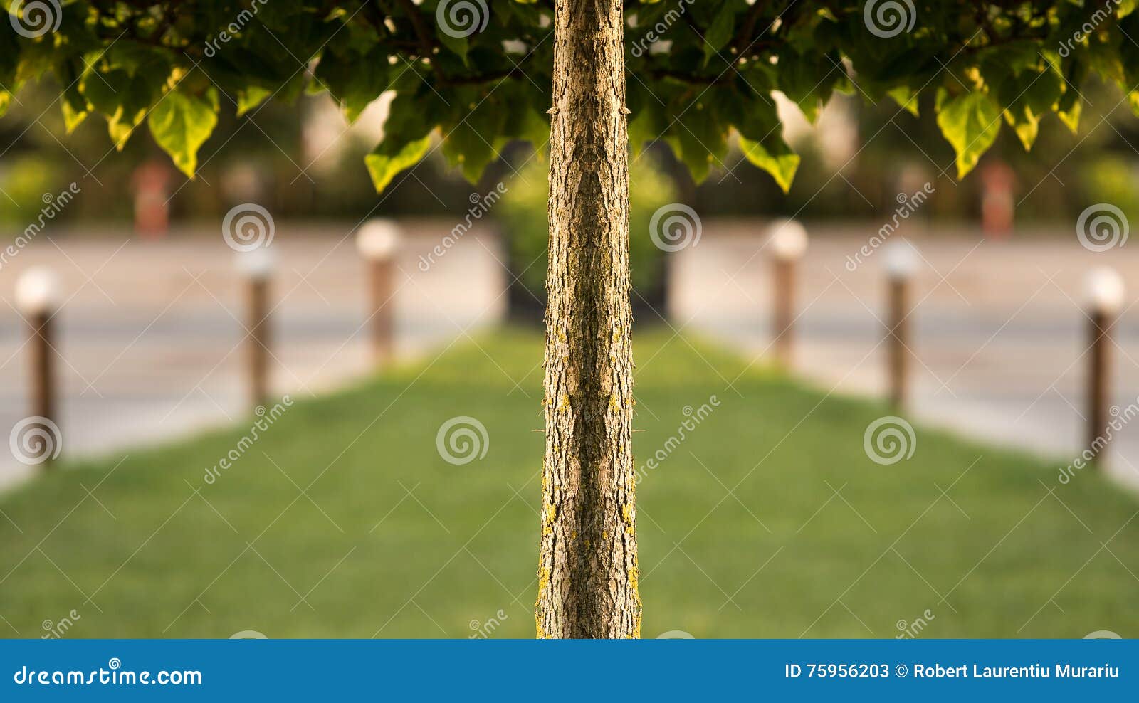 Tree symmetry stock image. Image of forest, tree, nephews - 75956203