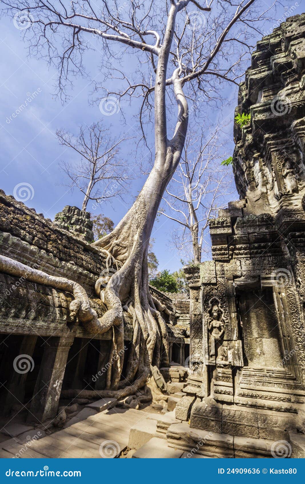 Tree in Ta Phrom, Angkor Wat, Cambodia, Asia. Stock Photo - Image of ...