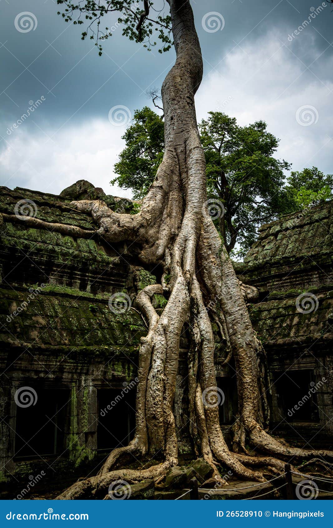 Tree of Ta Prohm, Angkor Wat Stock Photo - Image of archaeology ...