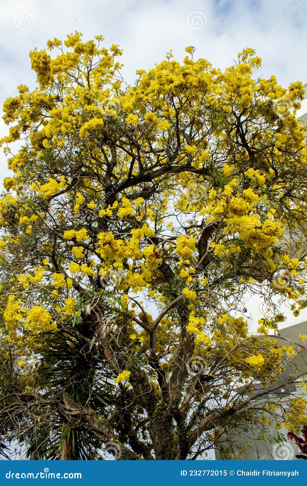 Tree Tabebuya stock image. Image of mist, color, leaves - 232772015
