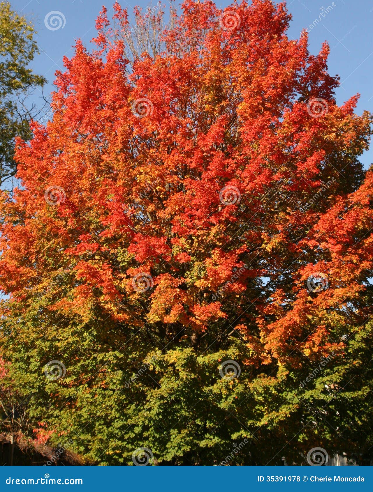 Tree stock photo. Image of blue, seasons, fall, green - 35391978