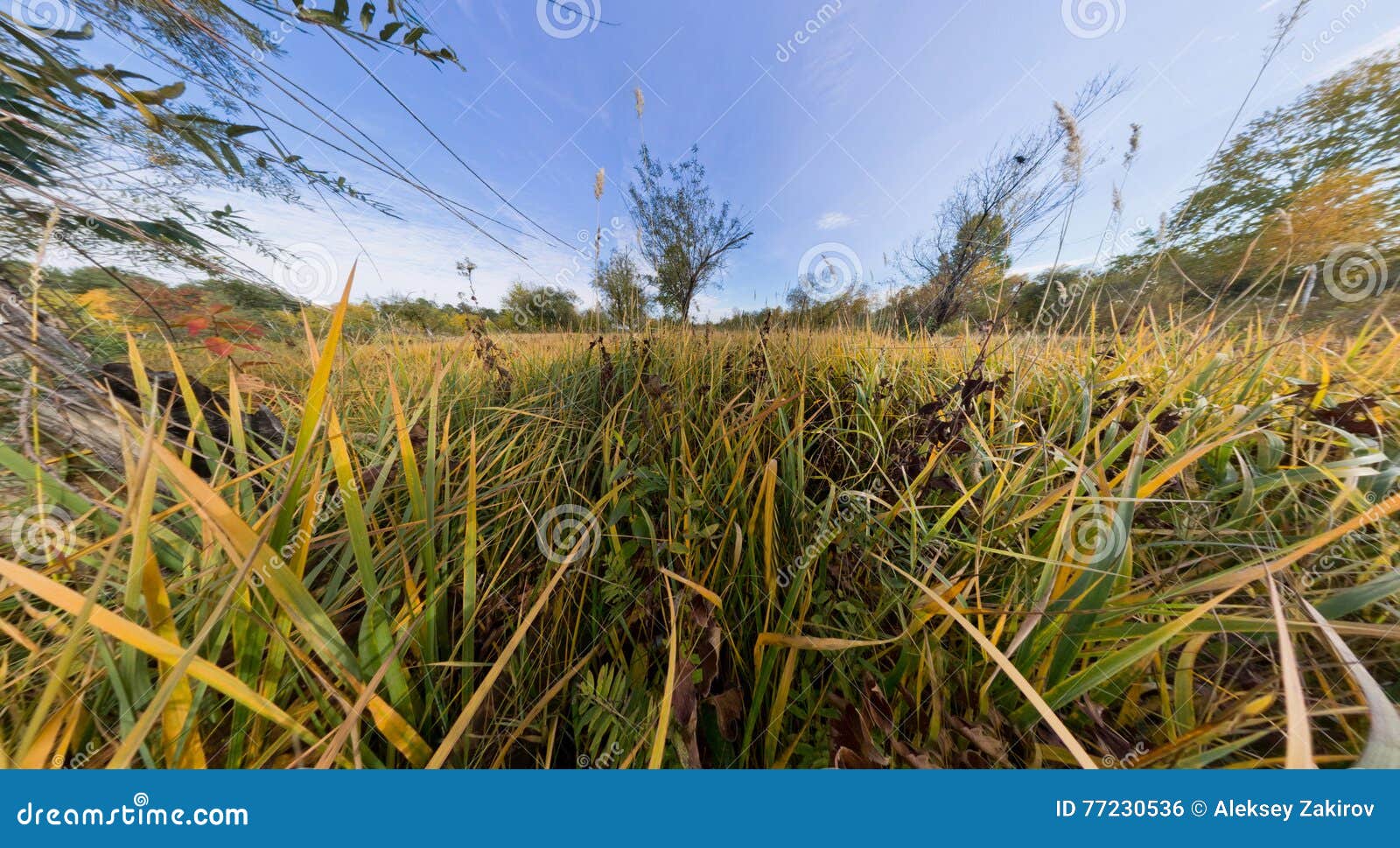 The Tree in the Tall Green Grass in the Fall. Stereographic Panorama of ...