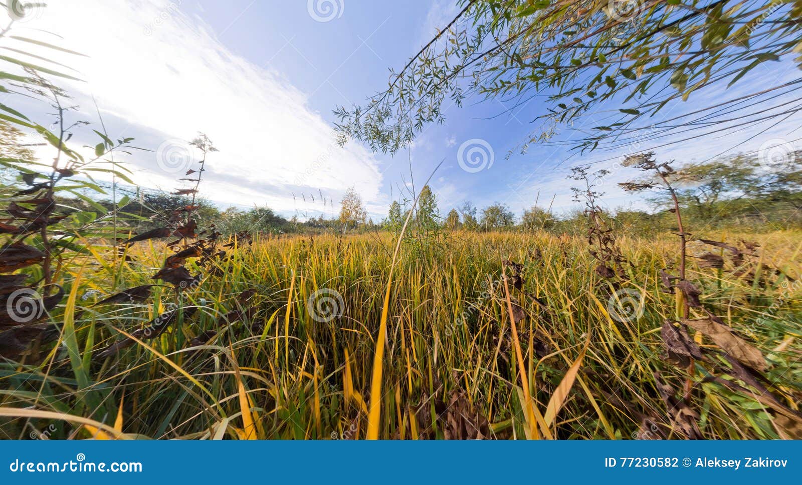 The Tree in the Tall Green Grass in the Fall. Stereographic Panorama of ...