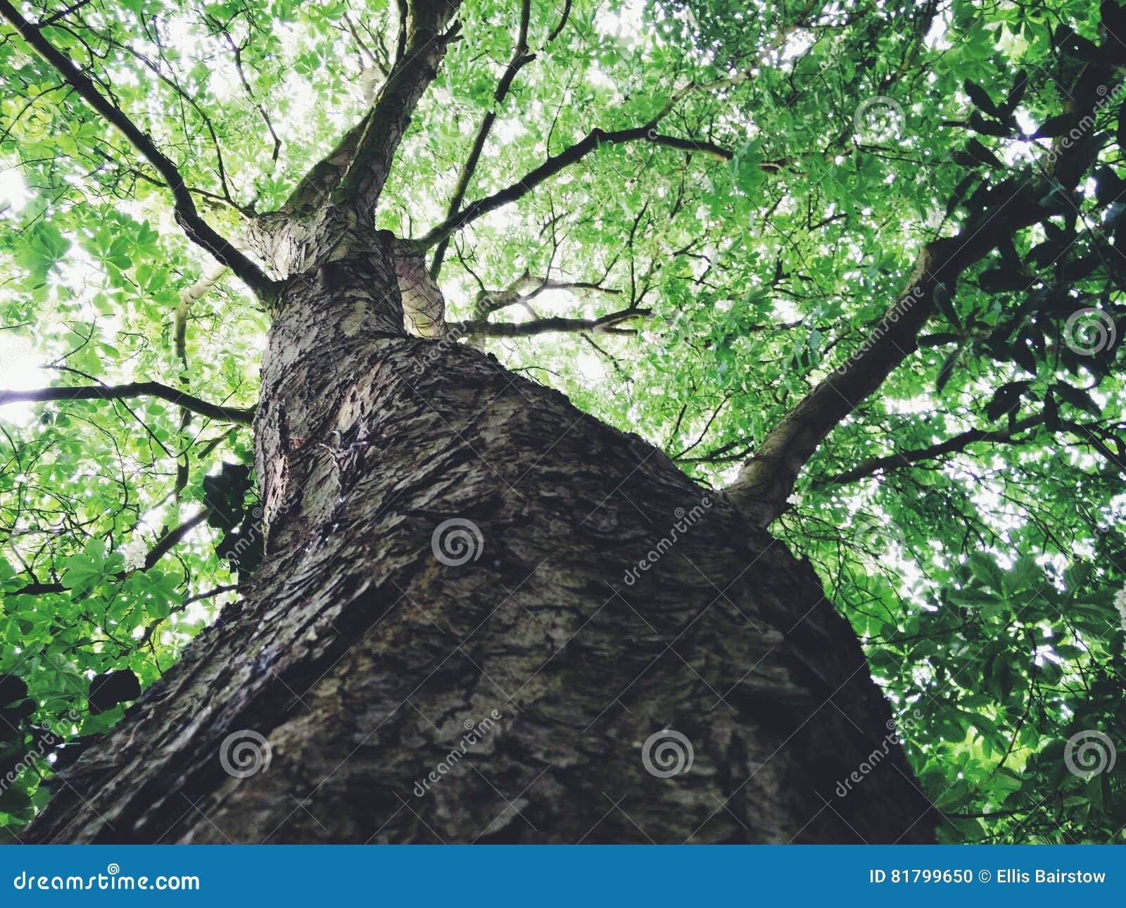 Tree stock photo. Image of tree, colour, tall, contrast - 81799650