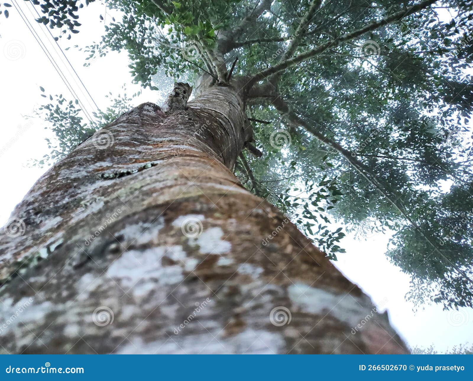 The Tree that Tall and Shady Stock Photo - Image of winter, deciduous ...