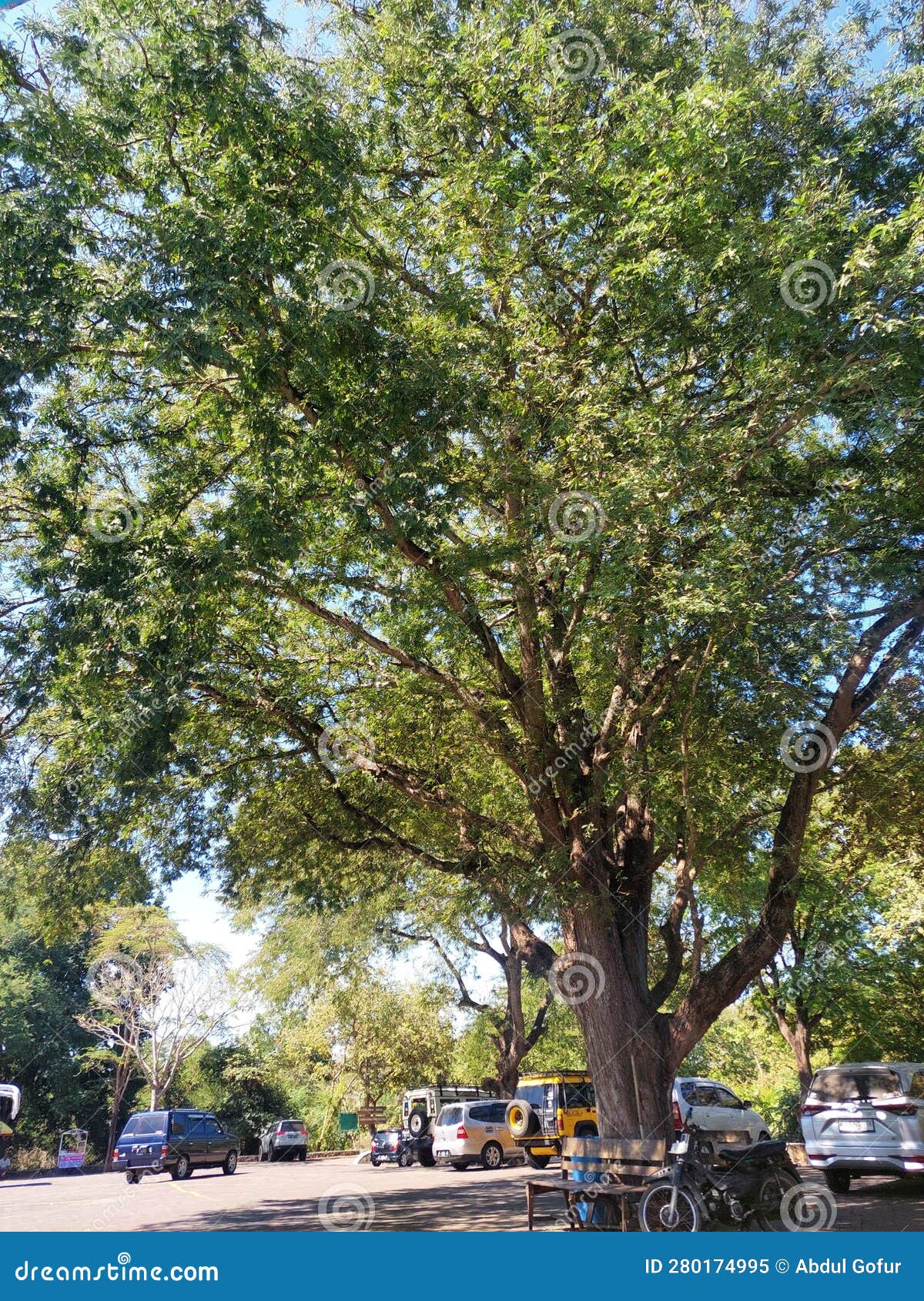Tree in Taman Nasional Baluran Stock Image - Image of tree, indonesia ...