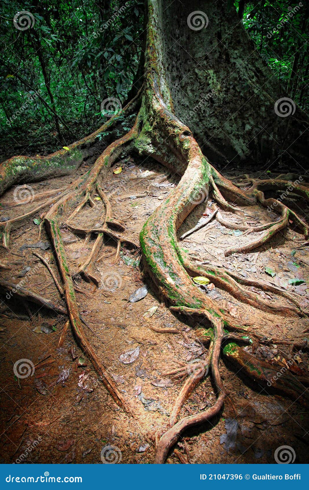 Tree in taman negara stock photo. Image of asia, ground - 21047396
