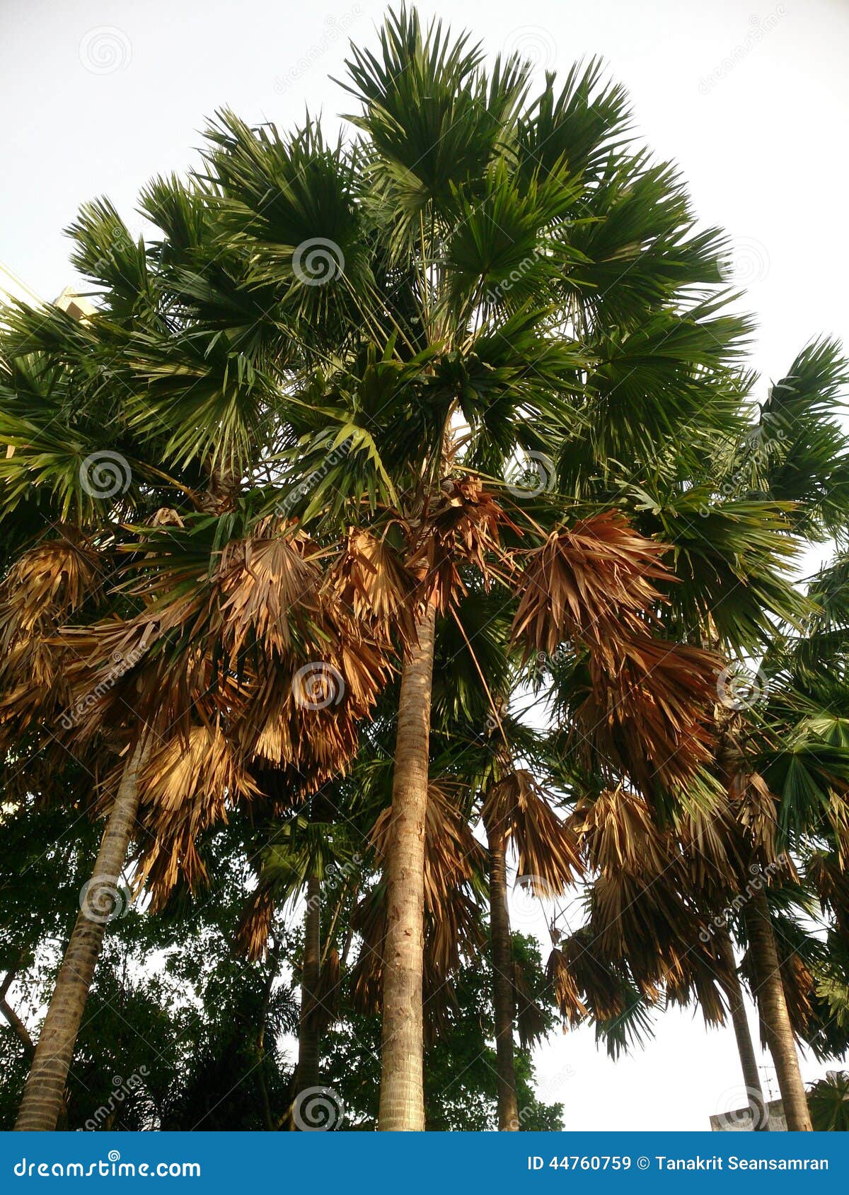 Tree editorial stock image. Image of view, tree, middle - 44760759