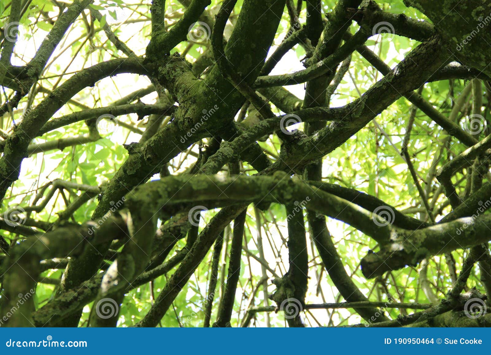 990 Intertwined Branches Stock Photos - Free & Royalty-Free Stock ...