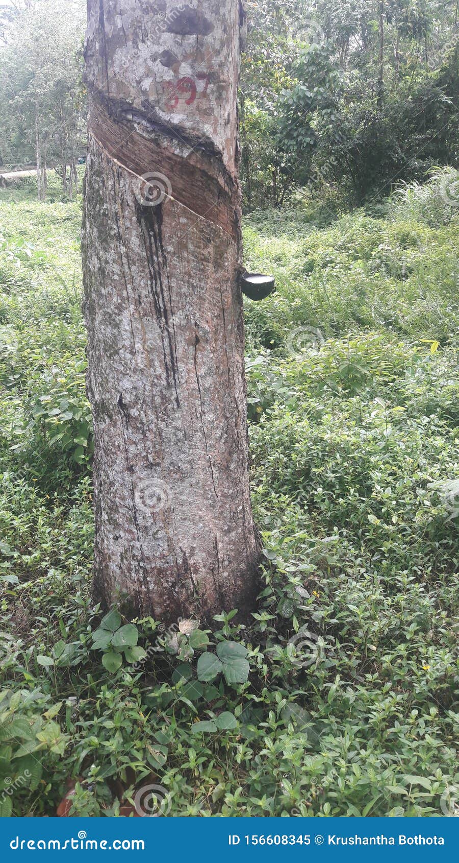 Tree . Tapping Rubber Tree. it is in a Garden Yard Stock Image - Image ...