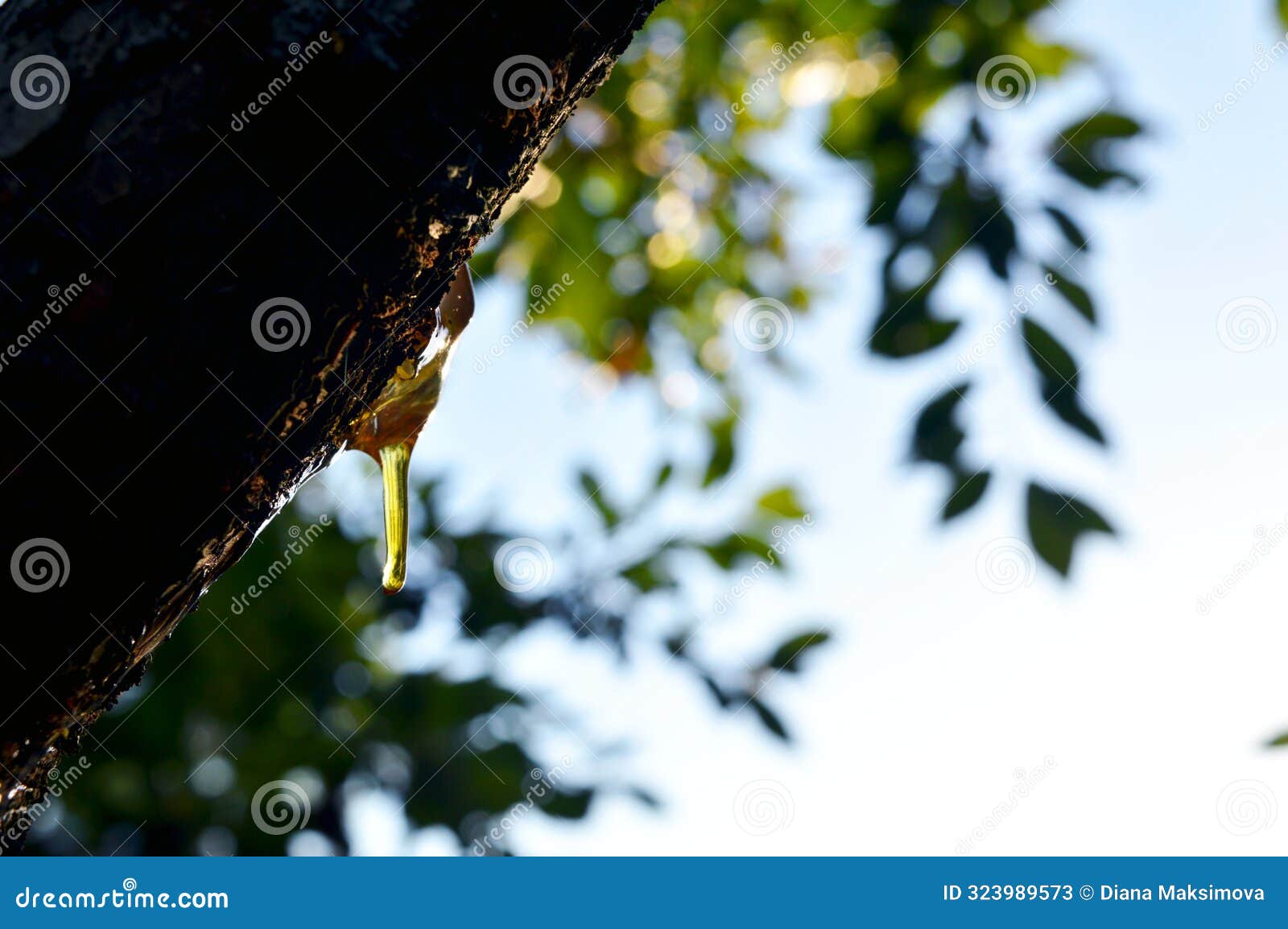 Tree tar. stock image. Image of yellow, branch, leaf - 323989573