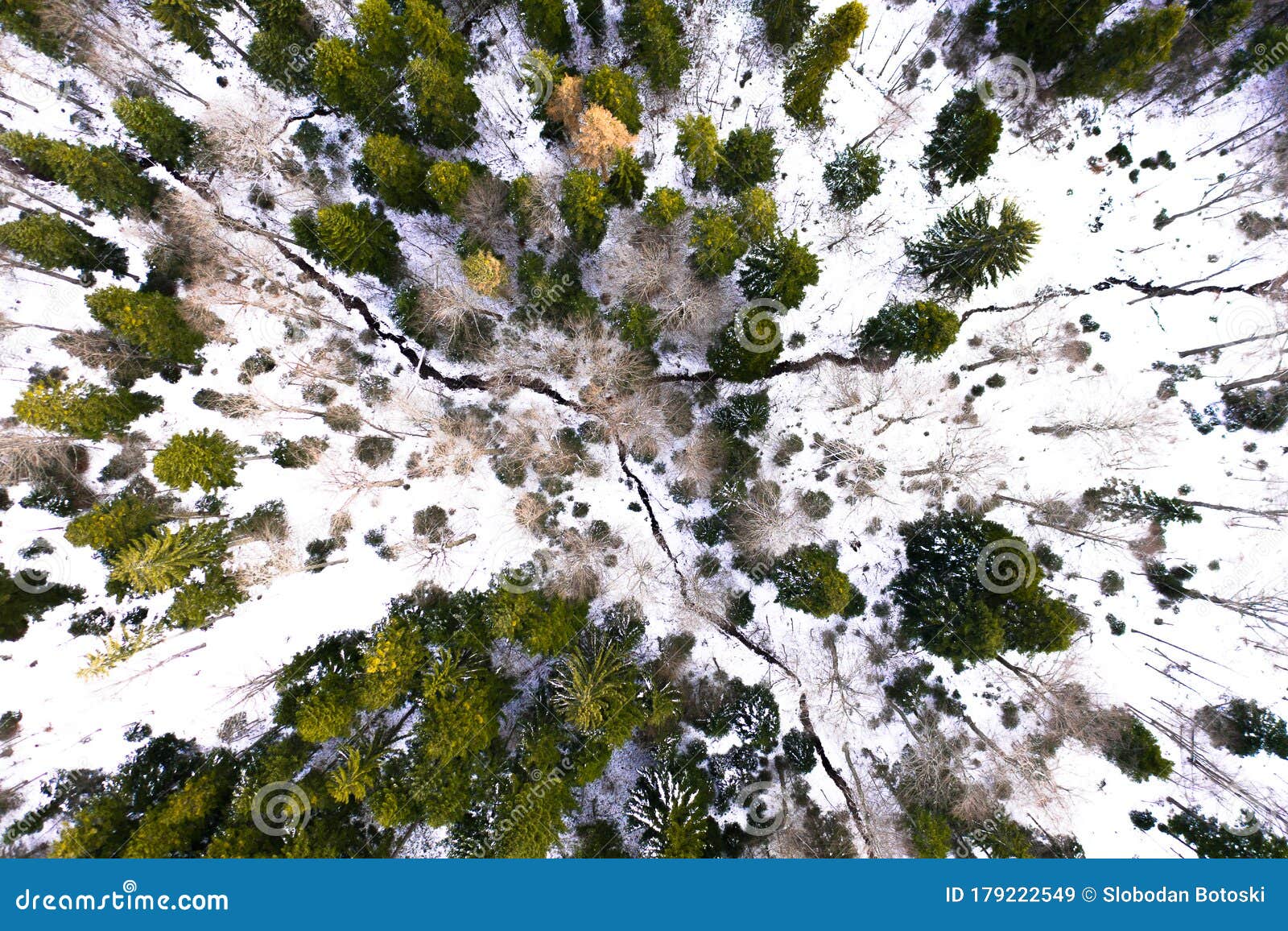 Tree in Tara mountain stock image. Image of tara, novi - 179222549