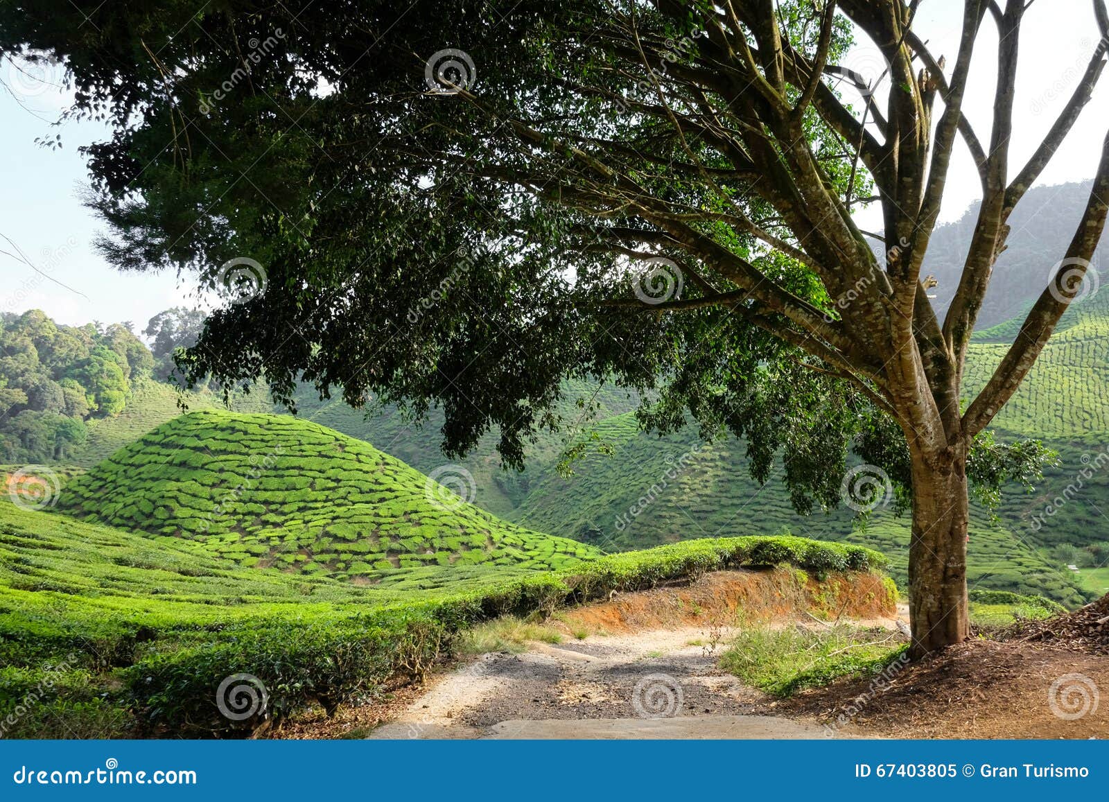 A Tree and Tea Plantation on the Mountain in the Background - Ca Stock ...