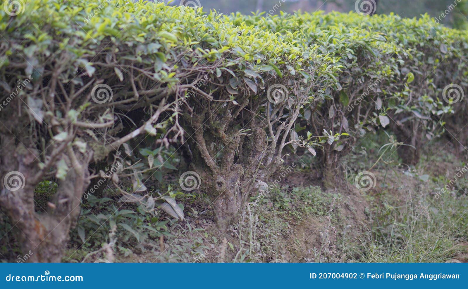 Tree Tea Soo Green in Morning Stock Photo - Image of forest, vegetation ...