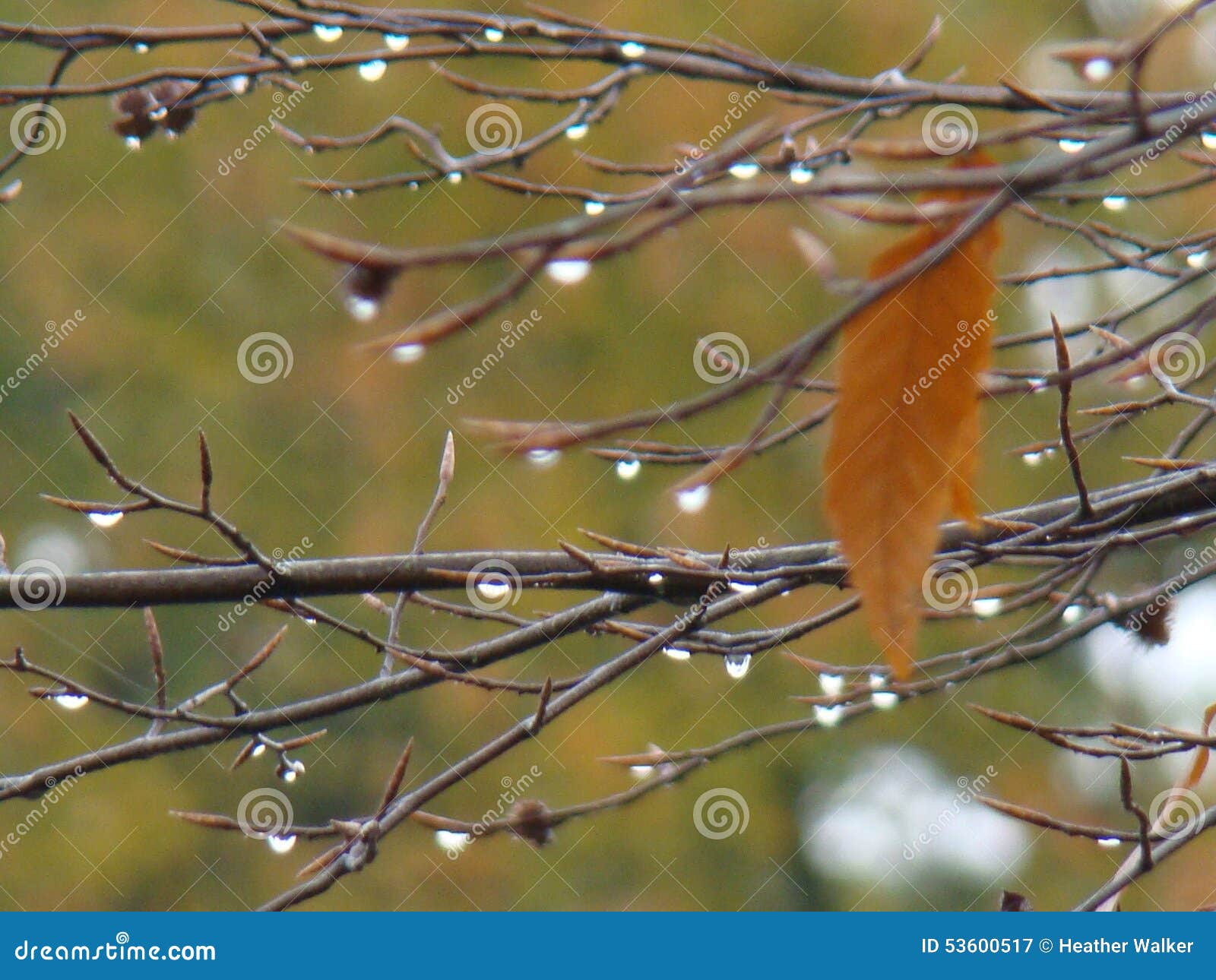 Tree tear drops stock image. Image of drops, tear, fall - 53600517