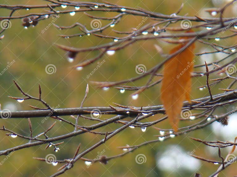Tree tear drops stock image. Image of drops, tear, fall - 53600517