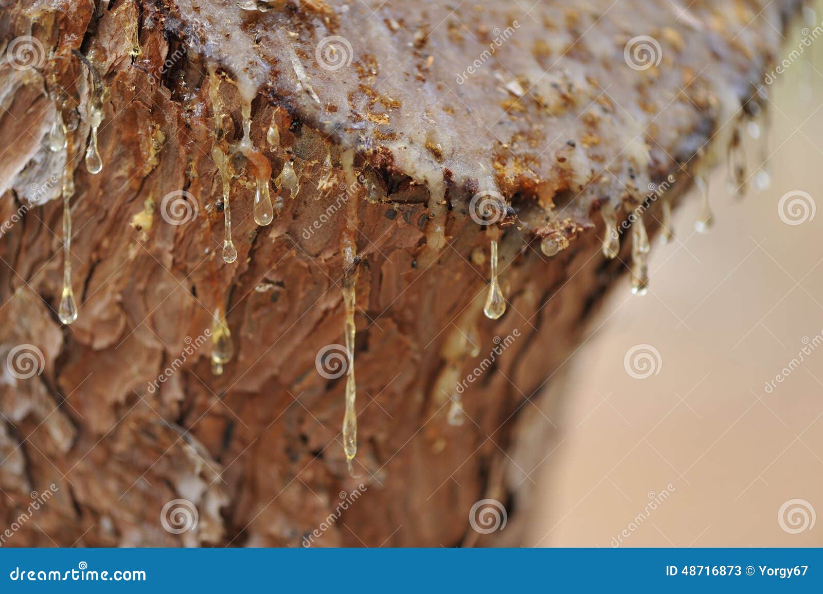 Tree Tears stock image. Image of pitch, galipot, tree - 48716873