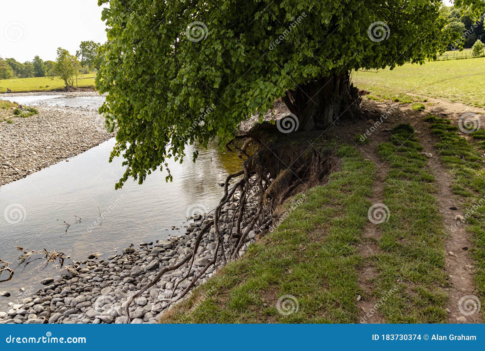 A Tree Teetering on the Edge Stock Photo - Image of river, environment ...
