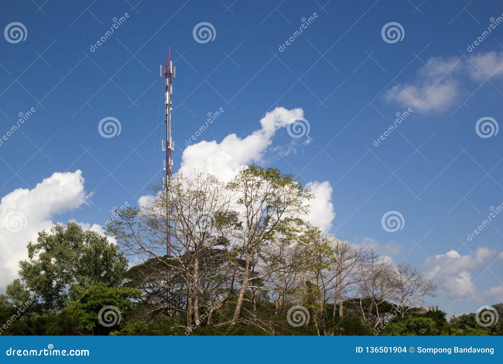 Tree and Telecommunication Antenna Stock Photo - Image of nature ...
