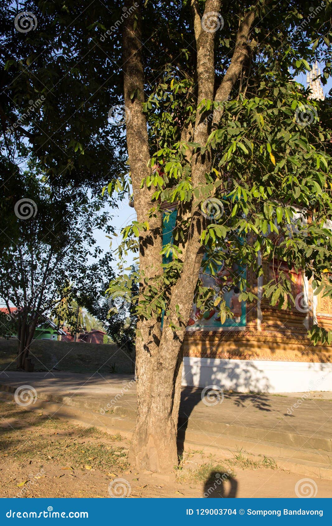 Tree in temple stock photo. Image of laos, tree, village - 129003704