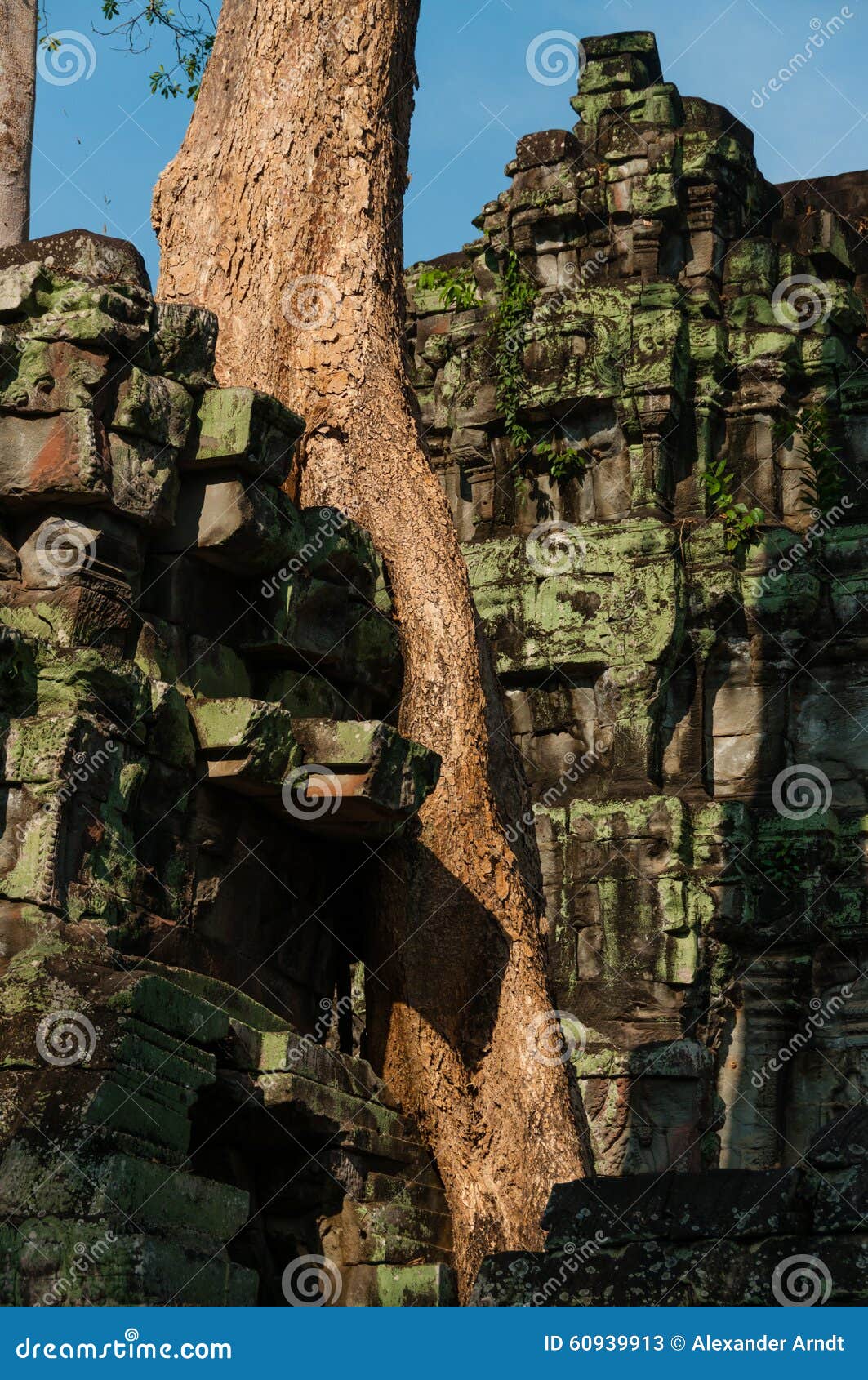 Tree on a Temple at Ta Prohm Stock Image - Image of cambodia, hinduism ...