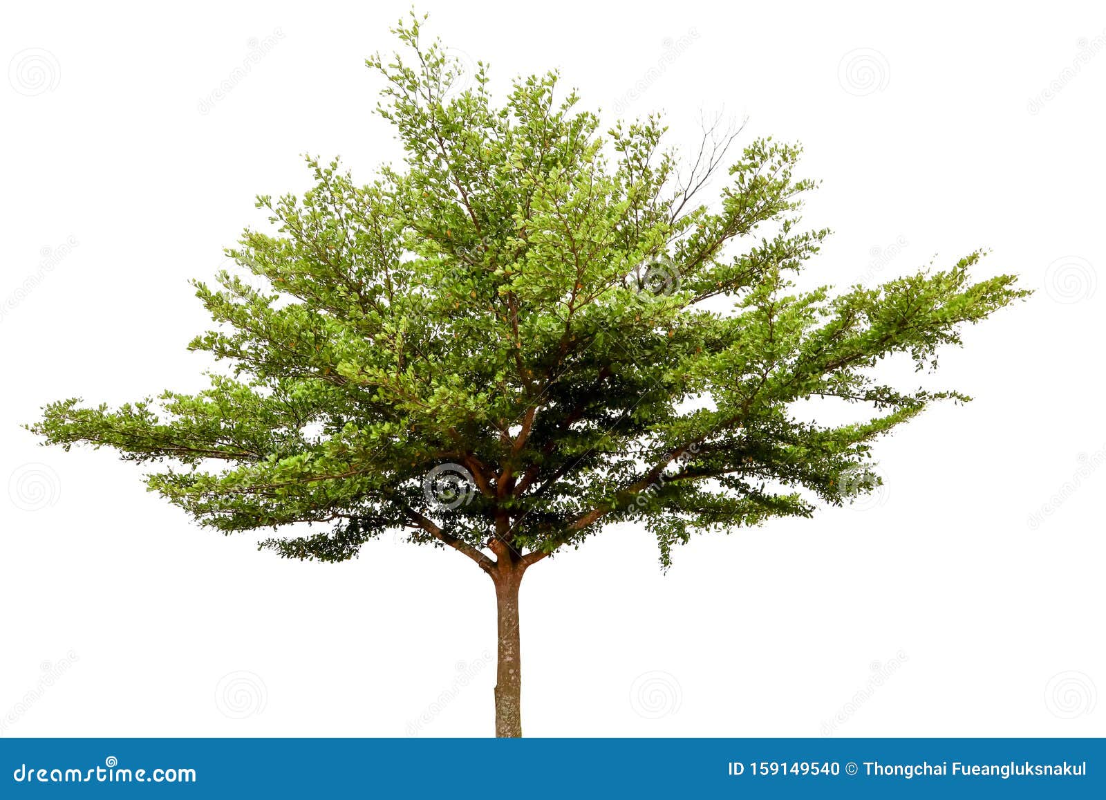 The Tree Terminalia Ivorensis Chevy Isolated on White Background Stock ...
