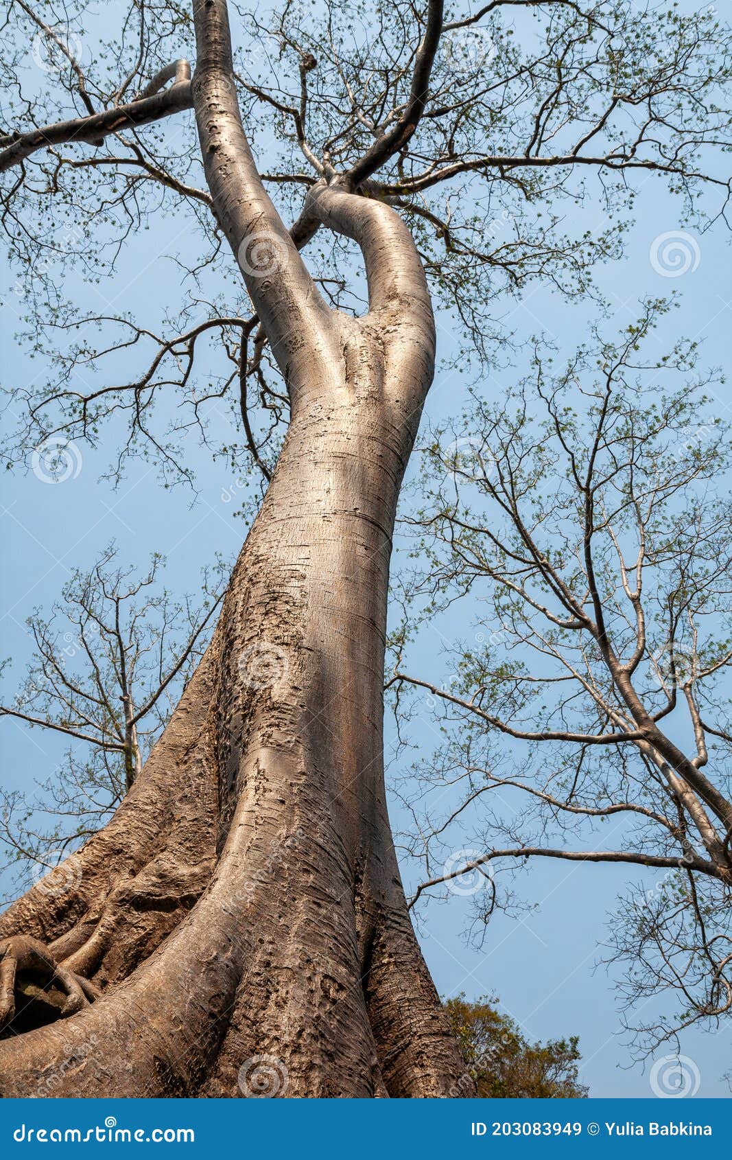 Tree Tetrameles nudiflora stock image. Image of debris - 203083949