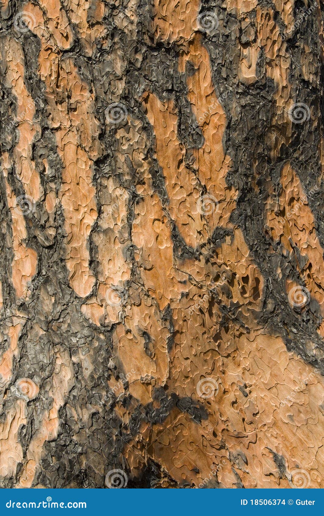 Tree texture stock photo. Image of wood, skin, sooty - 18506374