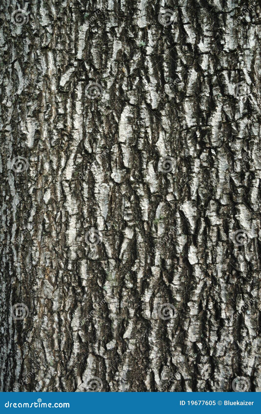 Tree texture stock image. Image of decor, frame, design - 19677605