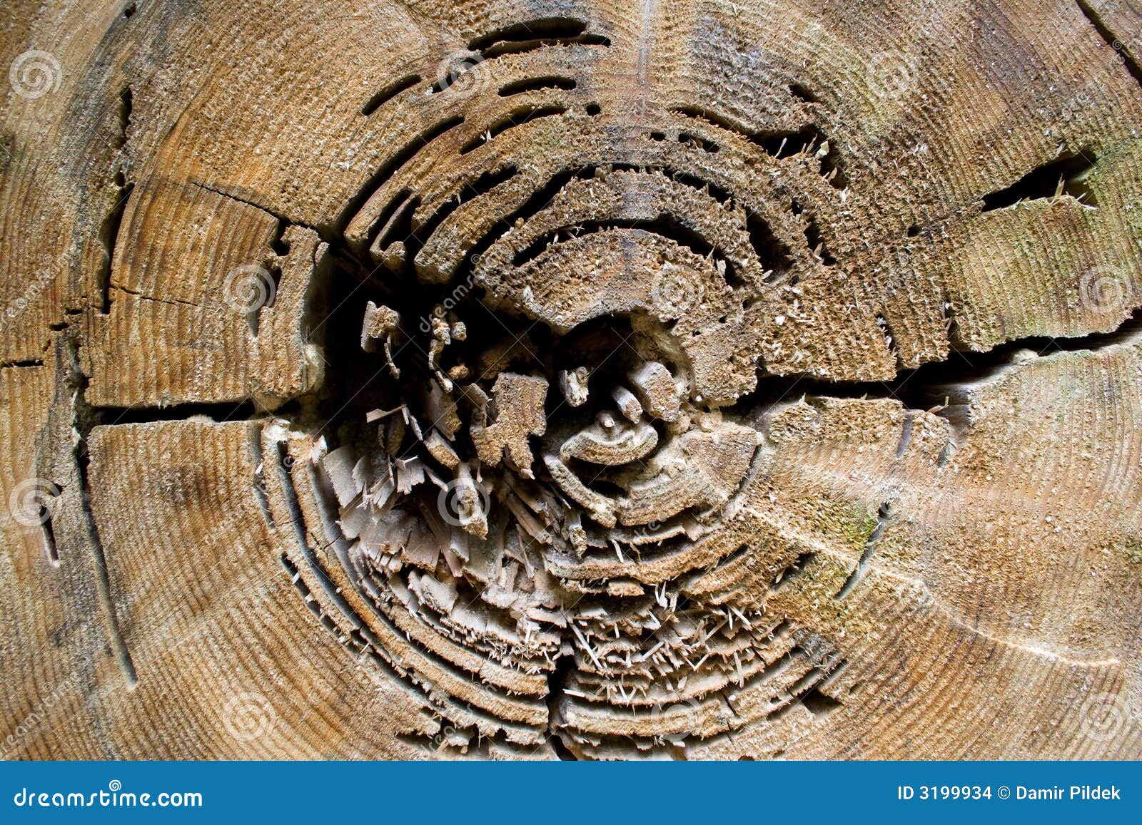 Tree texture stock photo. Image of surface, tree, grey - 3199934