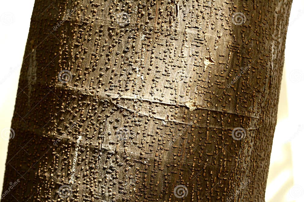 Tree texture abstract stock image. Image of abstract, bumpy - 1924555