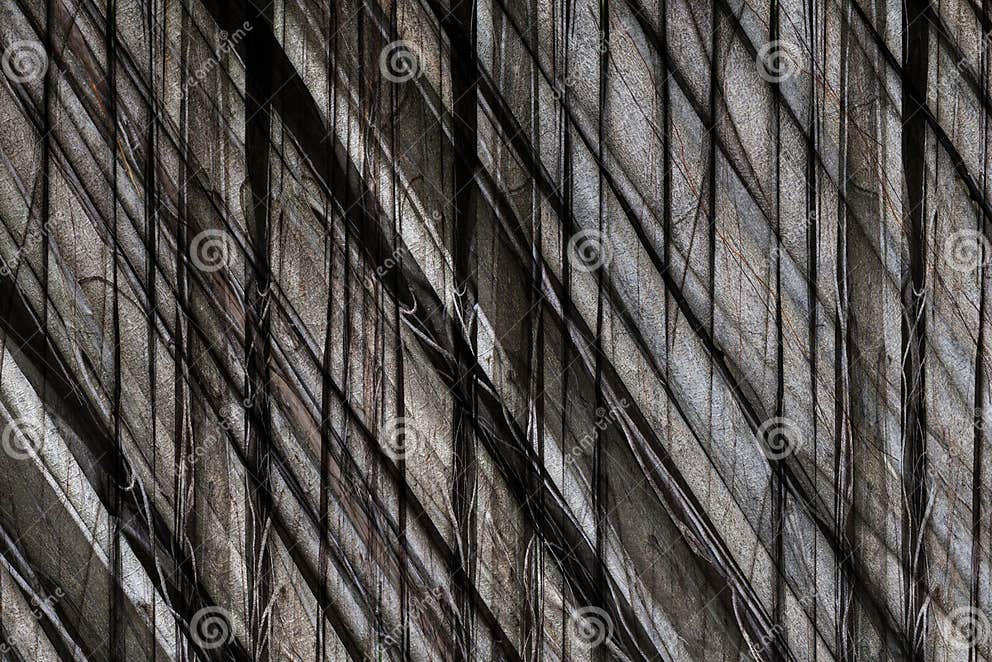 Tree texture stock photo. Image of abstract, forest, branch - 69409002