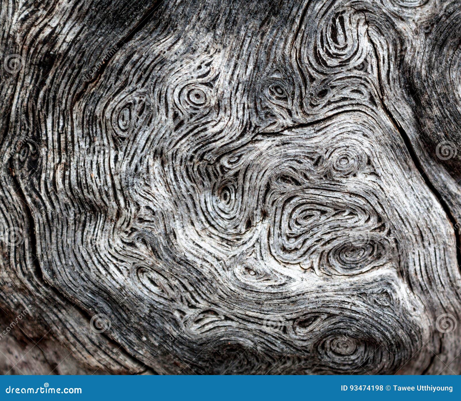 Tree texture stock photo. Image of timber, textured, close - 93474198