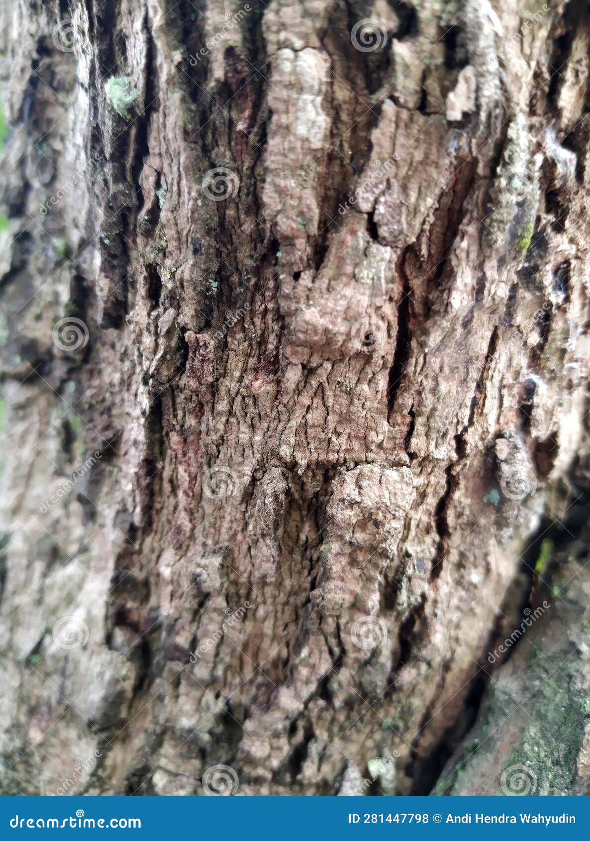 Tree texture background, 2 stock photo. Image of plant - 281447798