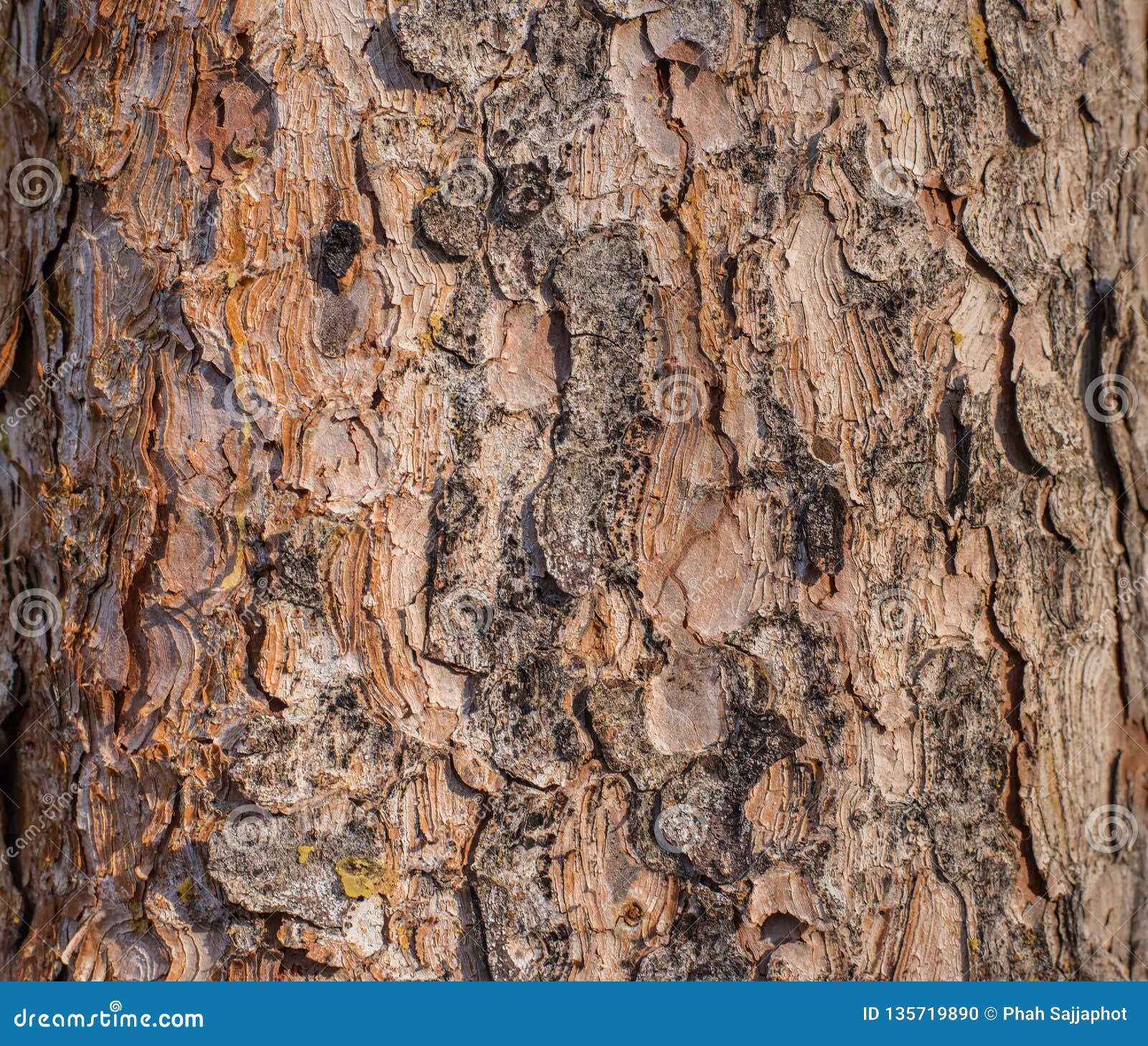 Tree Texture Background with Brown and Orange Tone Stock Photo - Image ...