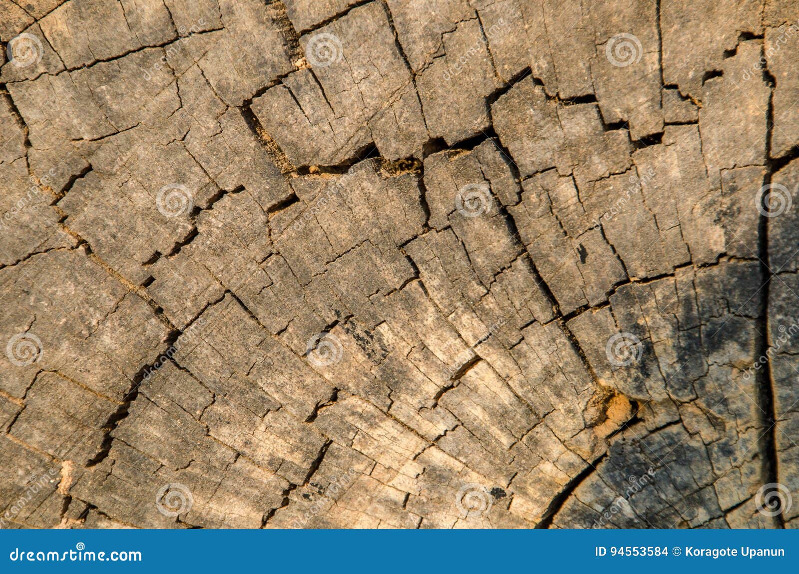 Tree texture background stock photo. Image of effect - 94553584