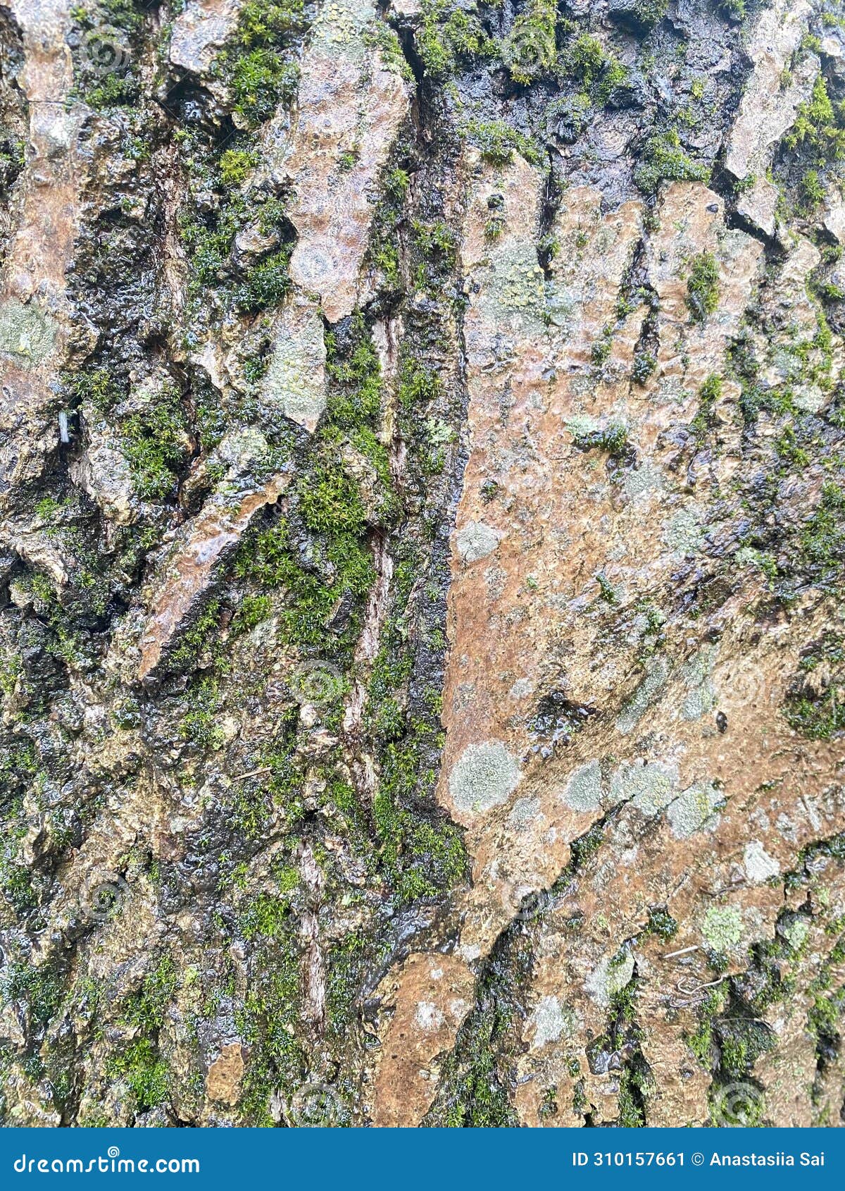 Tree Texture Background for Designers Stock Image - Image of textured ...