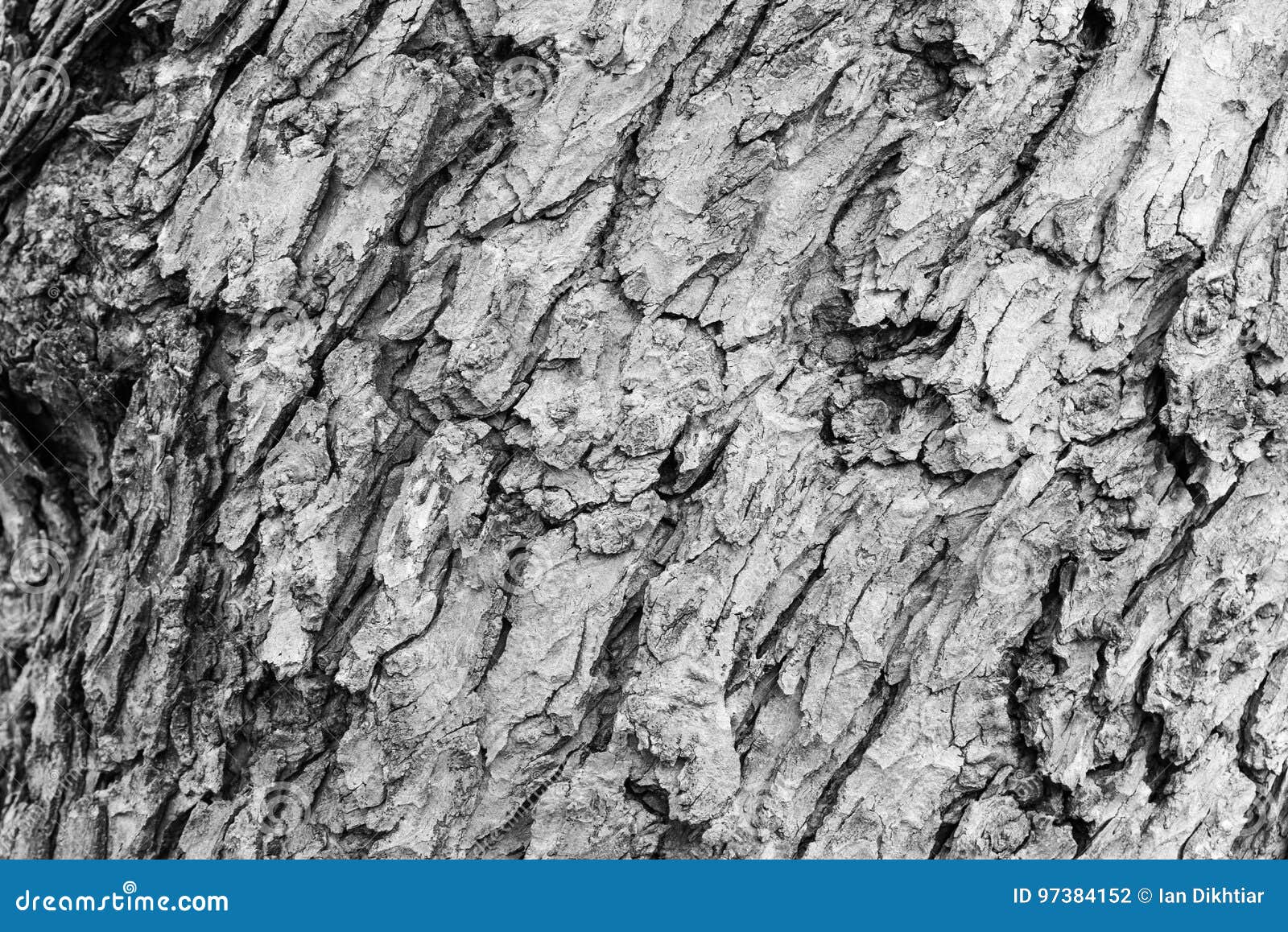 Tree texture stock photo. Image of olive, park, natural - 97384152